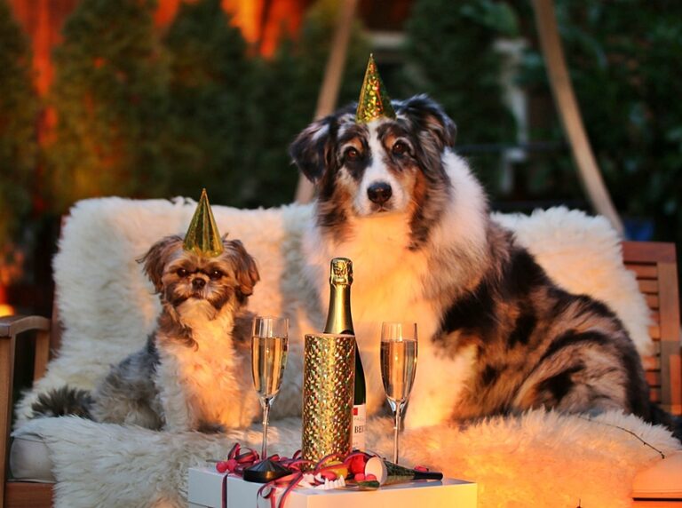Silvester Und Hunde