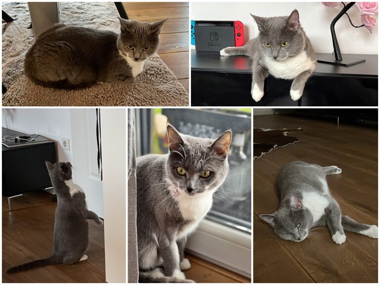 Die schöne Mara hat es super getroffen - Tierheim Bocholt