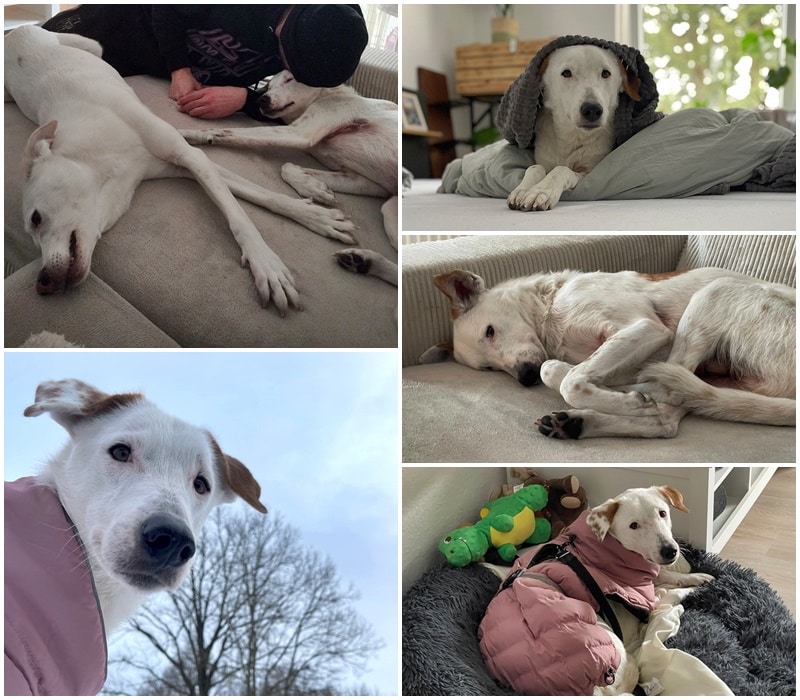 Adam und Nesh sind im Paradies - Tierheim Bocholt